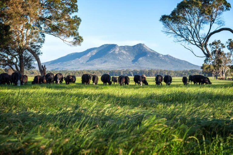 Home - Stirling Ranges Beef