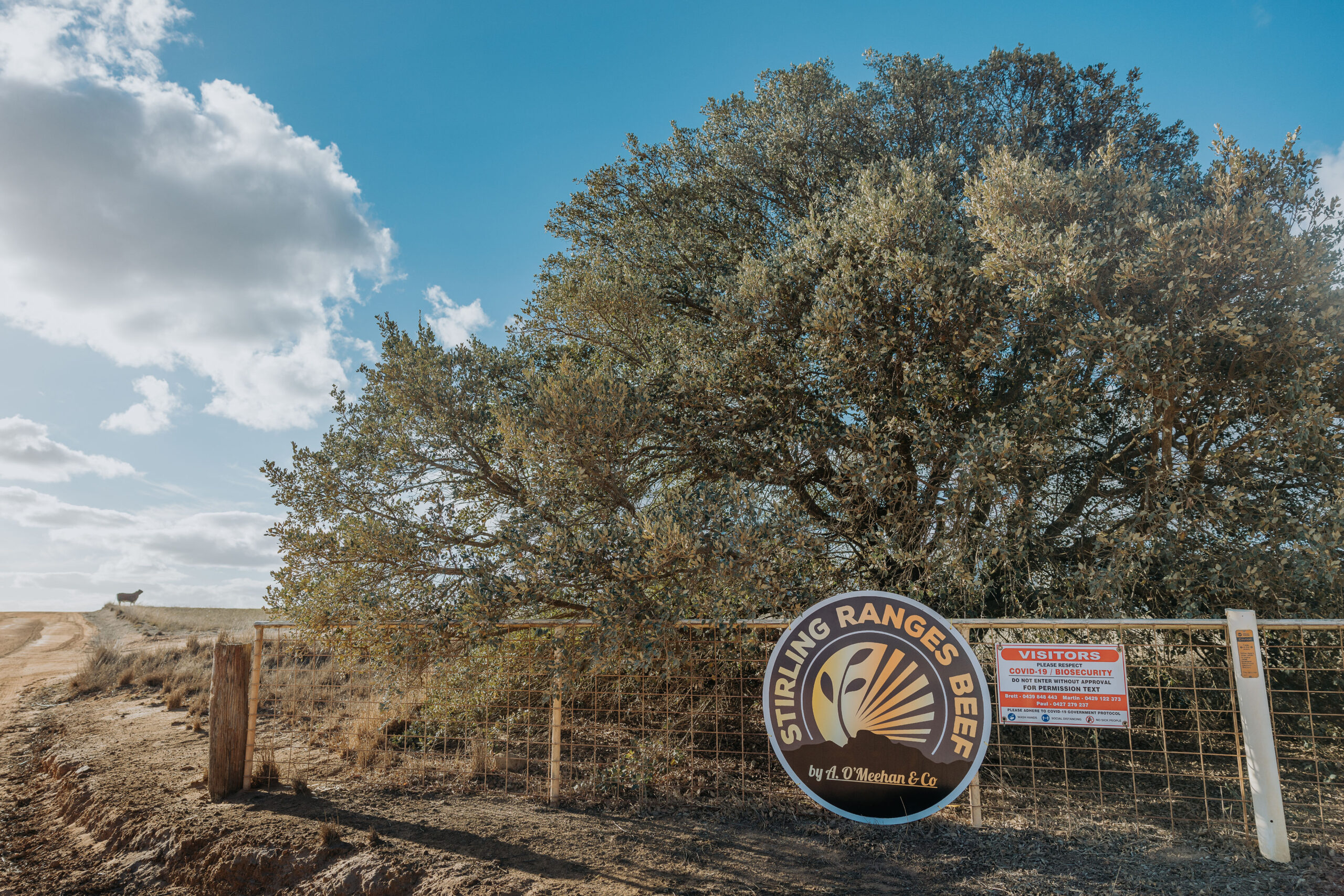 Home - Stirling Ranges Beef